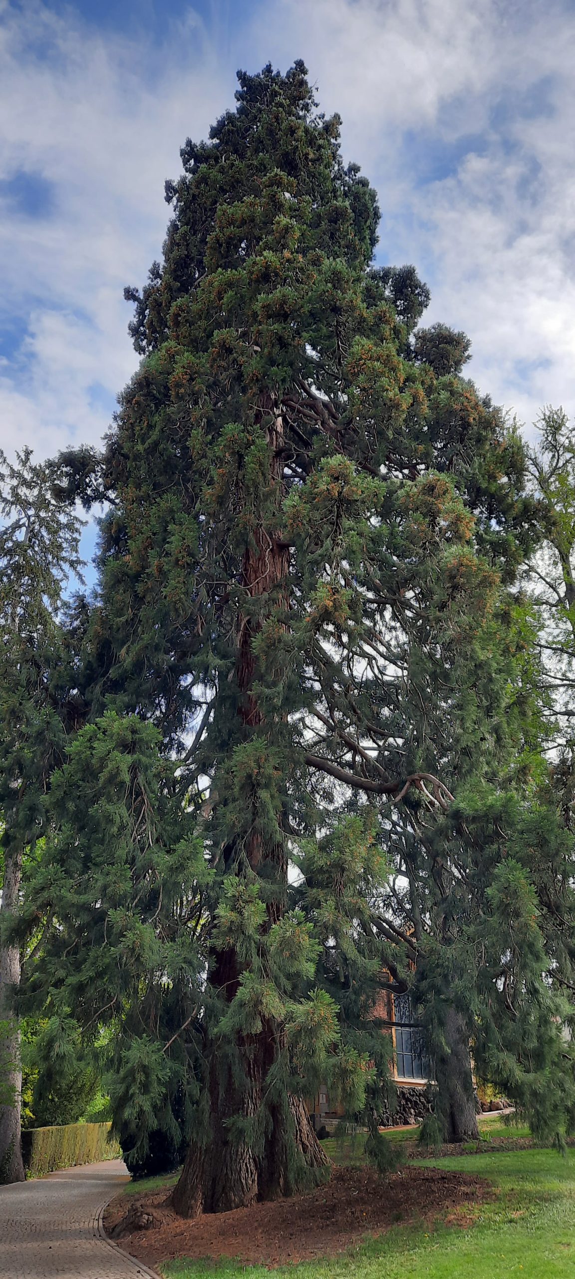 Sequoia – 30 ans du jumelage/30 Jahre Partnerschaft